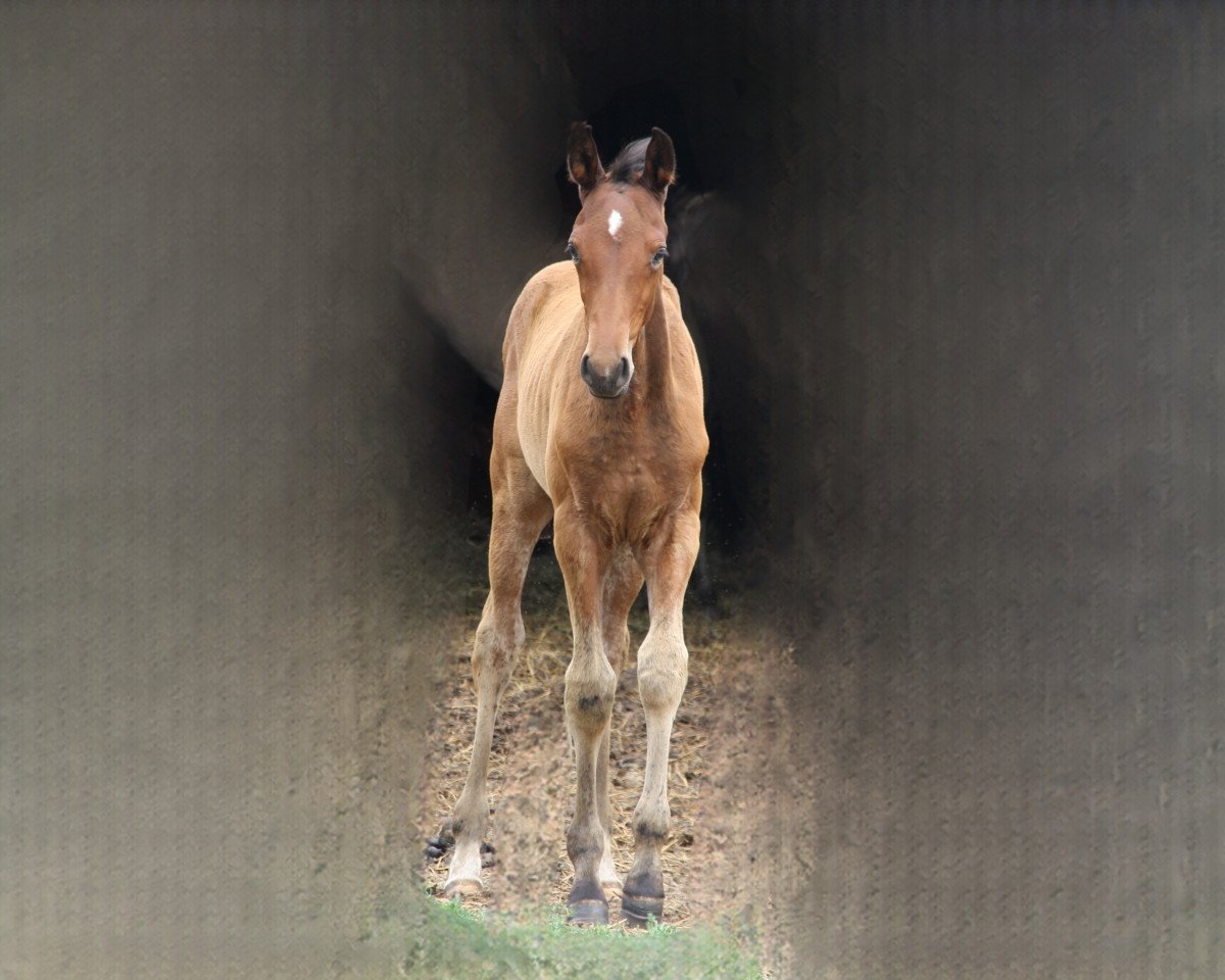 Coco Chanel ox: Cheval, Pedigree