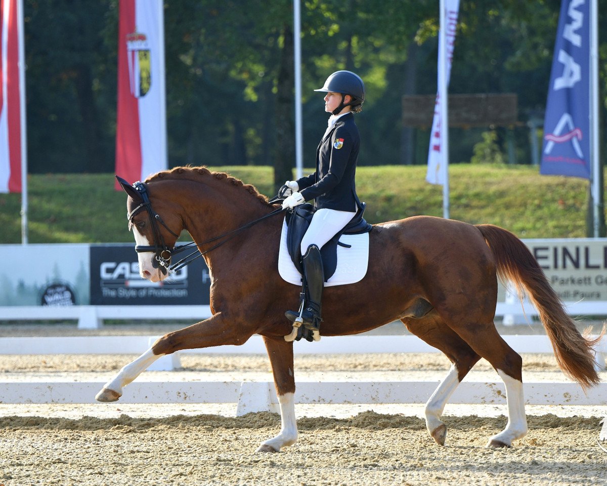 Paula Wiegel all results, horses and achievements