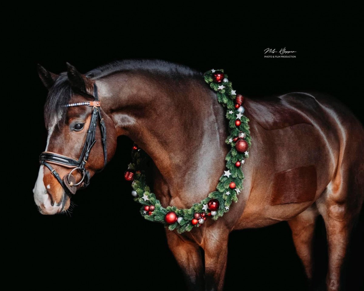 Chike`s Candy Girl: Cheval de saut, 24 vidéos exclusives, Pedigree ...