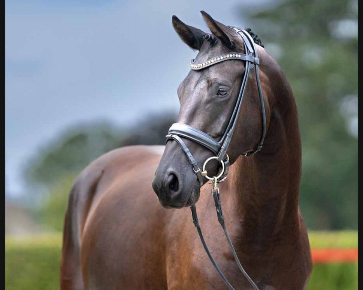 Princess Idol SN: Jument de race, Pedigree