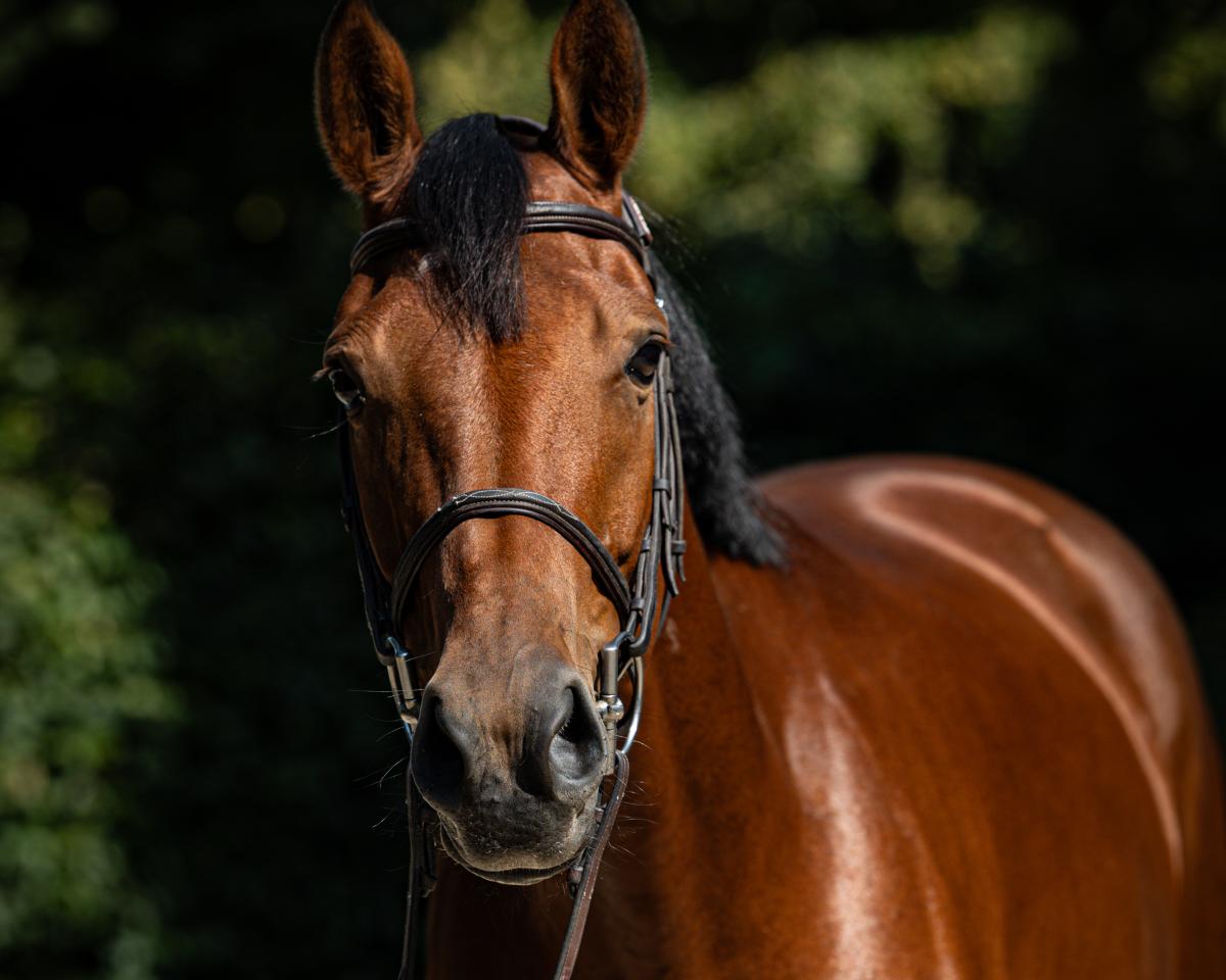 Babuschka Dree Boeken: Fokmerrie, 18 exclusieve video's, Stamboom ...