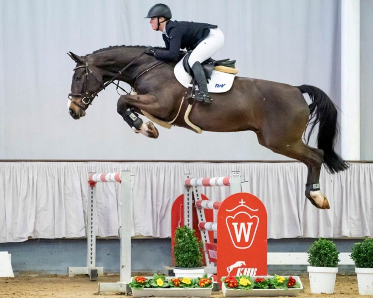 Vibrate xx: Jument de race, Pedigree