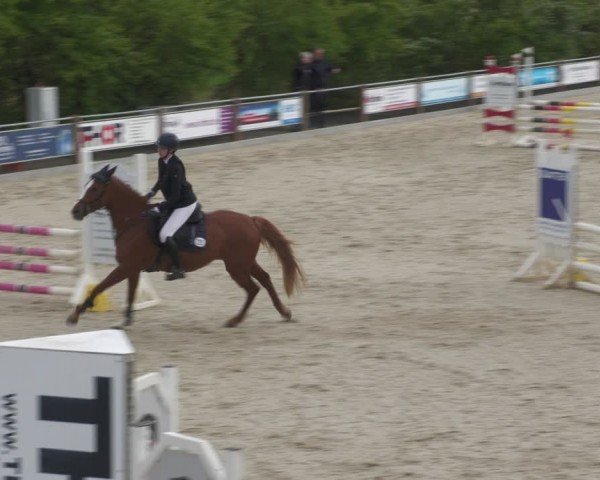 Video di Iberia Dream of Fire - Reitturnier Uder, Reitanlage Kobold ...