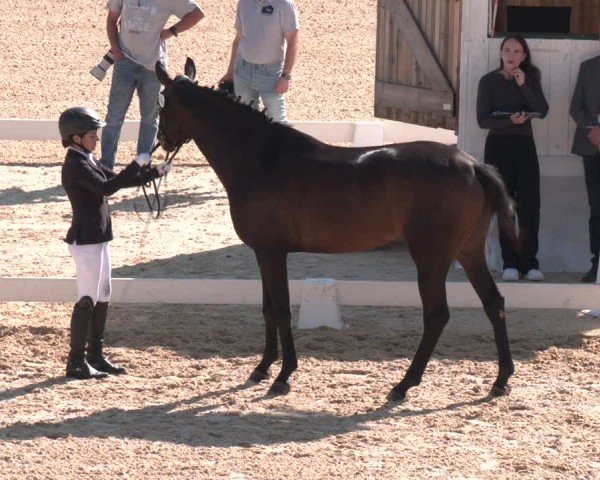 Susanne Dörge all results, horses and achievements