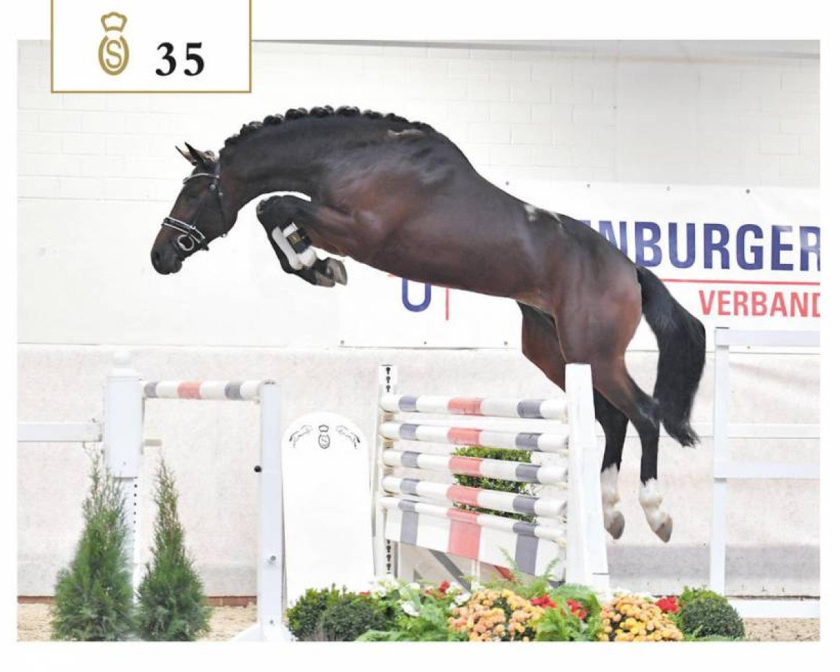 Hengst von Thio van T&L / Tangelo: Cheval, Pedigree