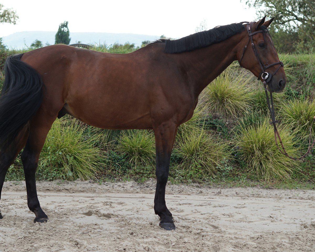 Bedlam Lancer: Dekhengst, Stamboom